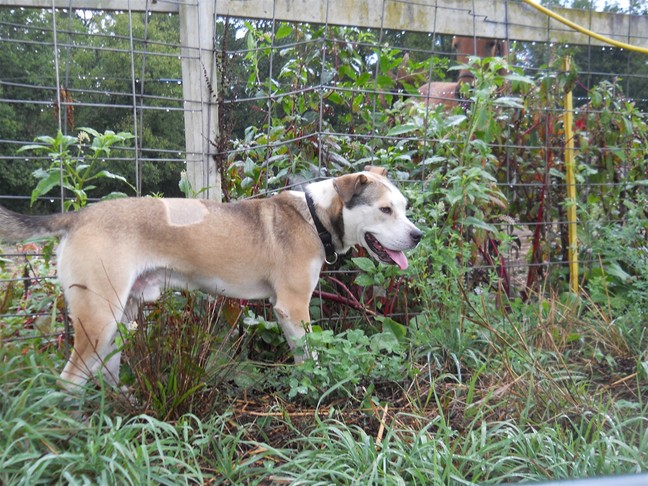 The Buddy Rescue Foundation - Available for Adoption - DogsFollowing ...